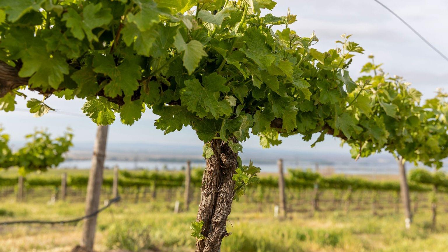 Could Gene Editing Create More Disease-Resistant Grape Varieties ...