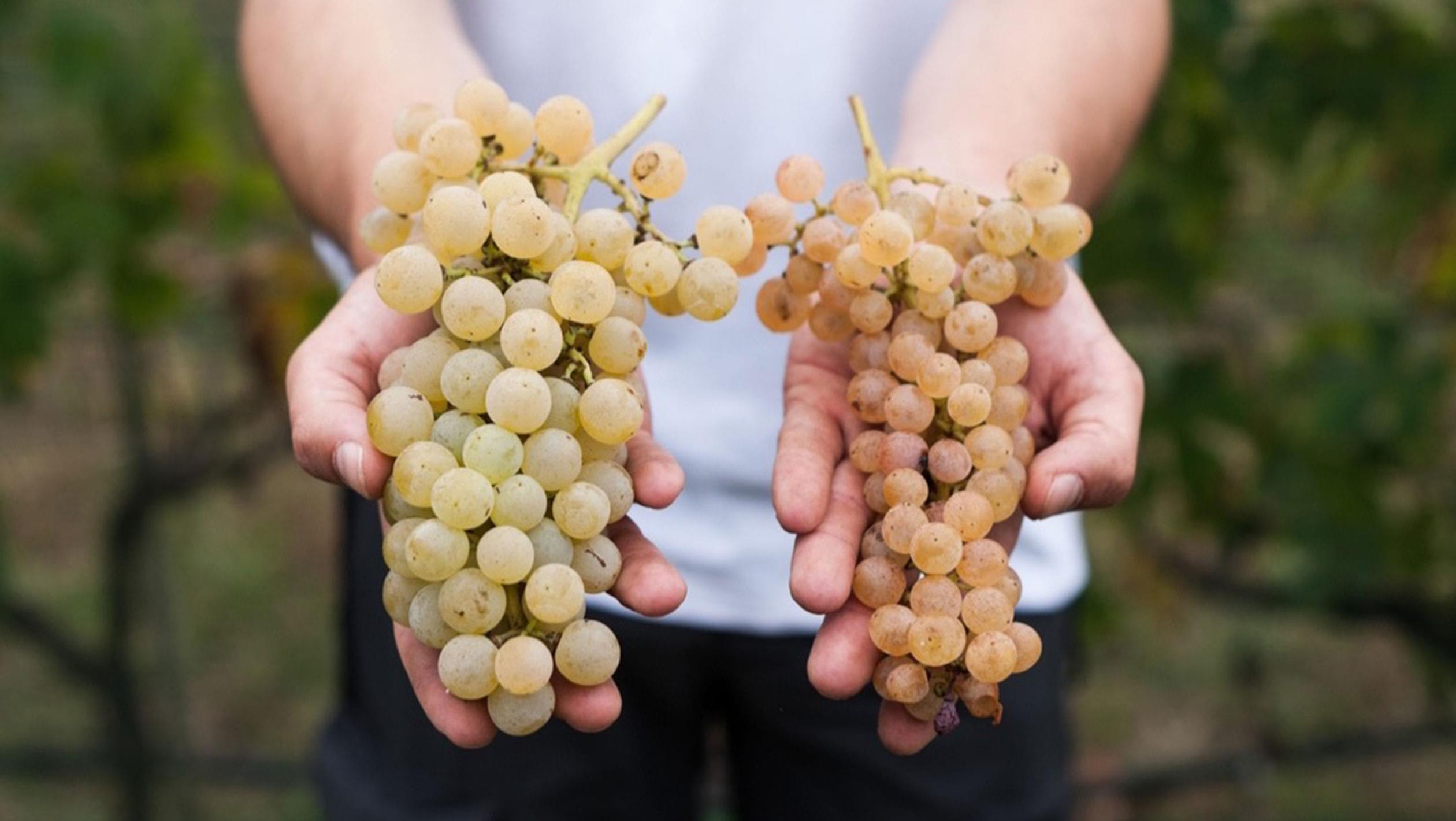 Inside the Movement to Revive Forgotten Grape Varieties | SevenFifty Daily
