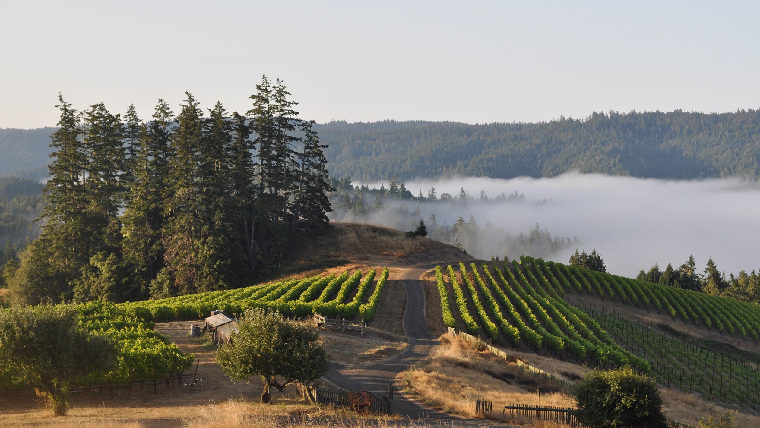 Understanding the Impact of Atmospheric Inversion Layers in Viticulture ...