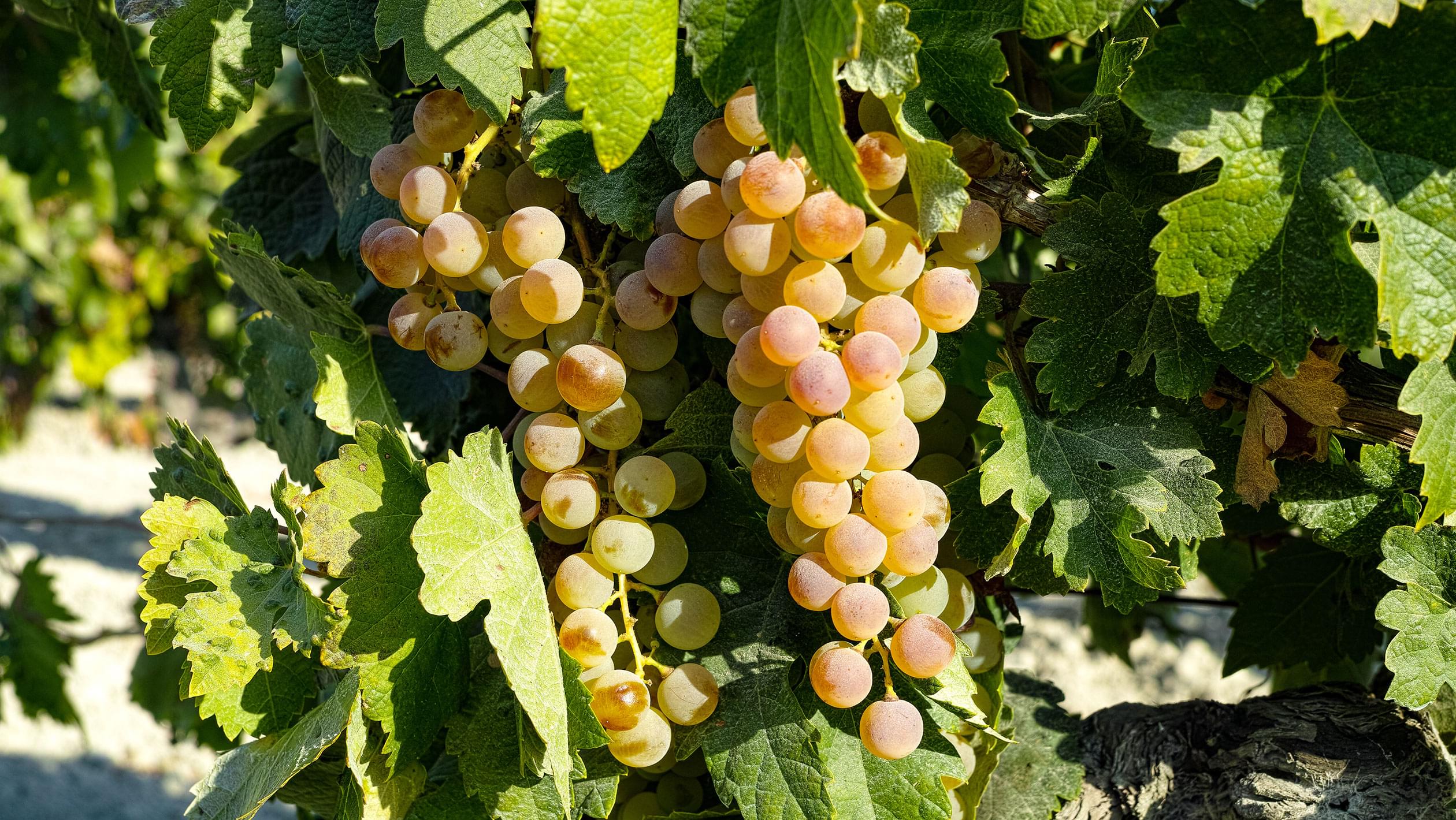 Discovering the Character of Unfortified Palomino—in Spain and Beyond ...