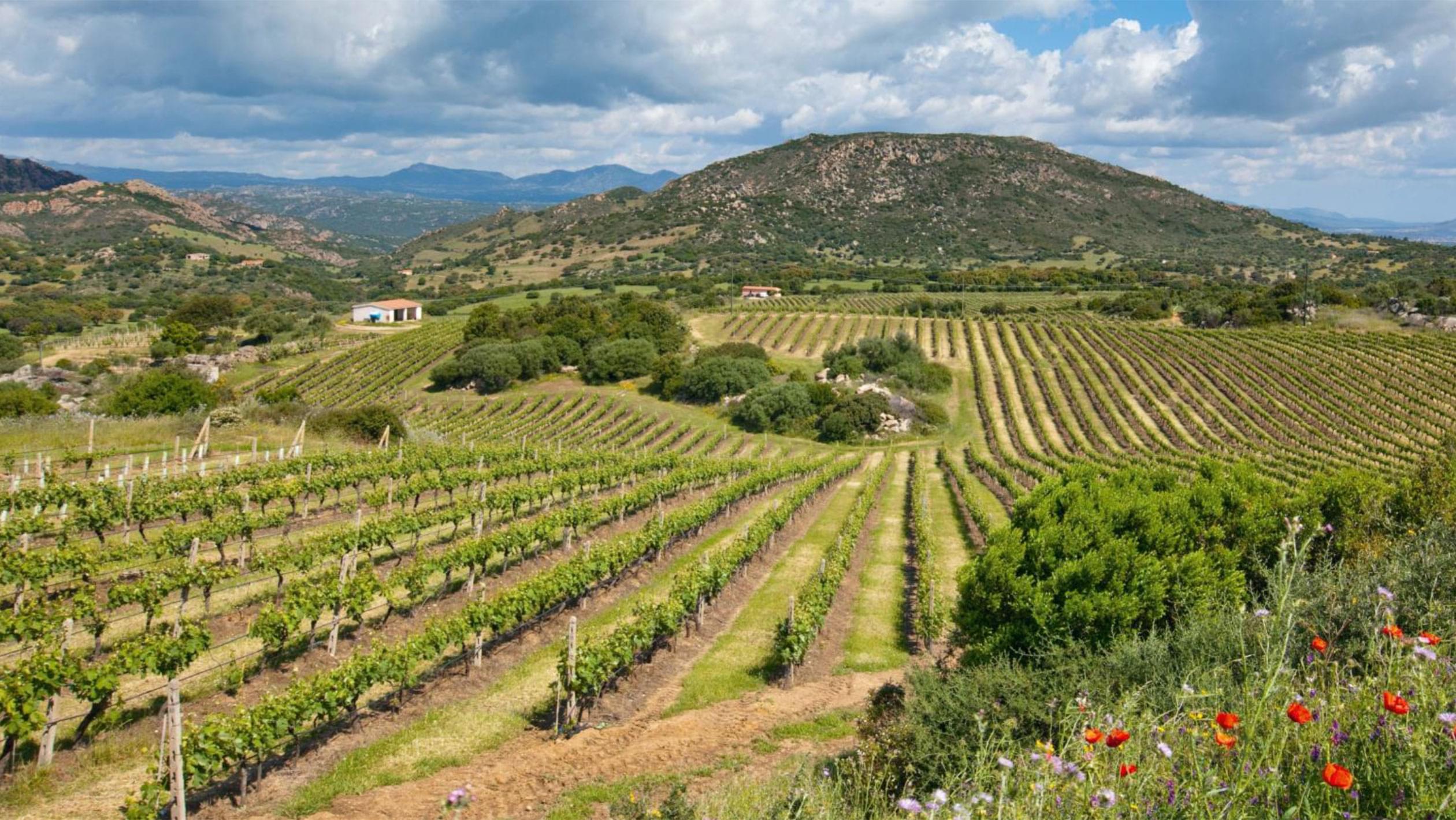 Bottling Sardinia’s Unique Viticultural History | SevenFifty Daily