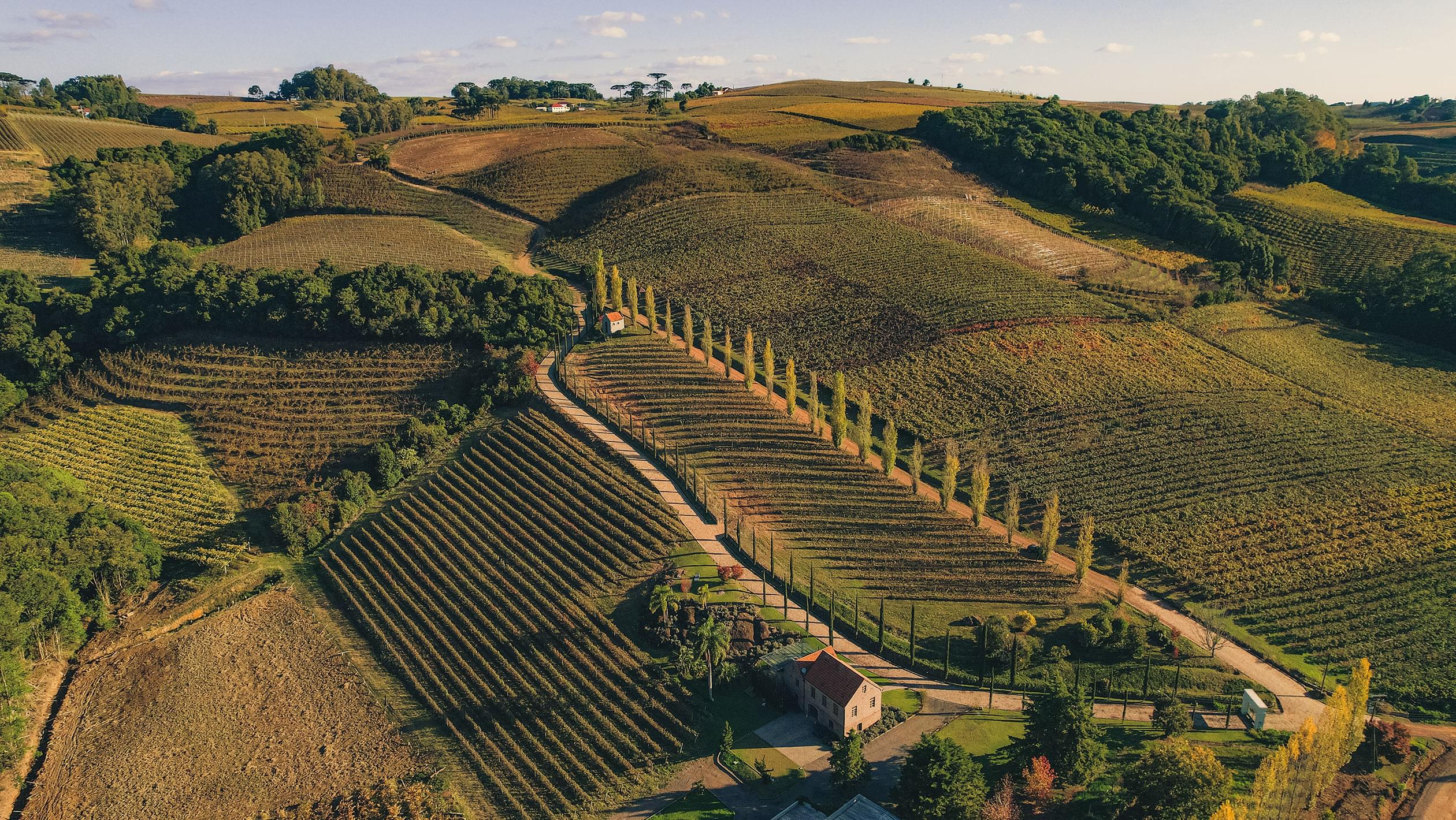 What You Need to Know About Brazilian Wine | SevenFifty Daily
