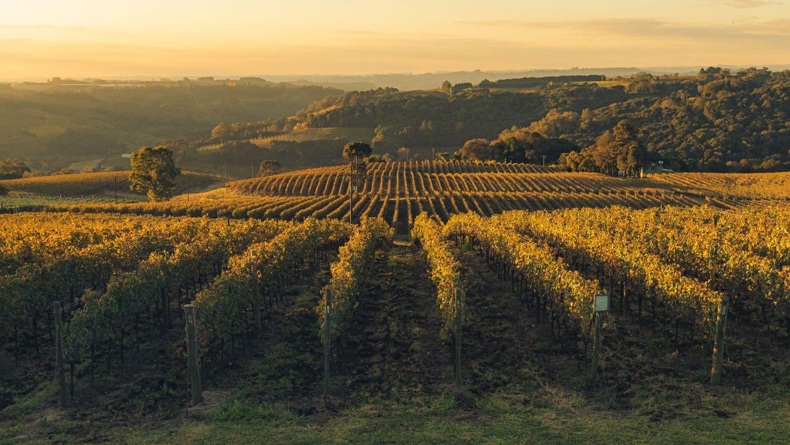 What You Need to Know About Brazilian Wine | SevenFifty Daily