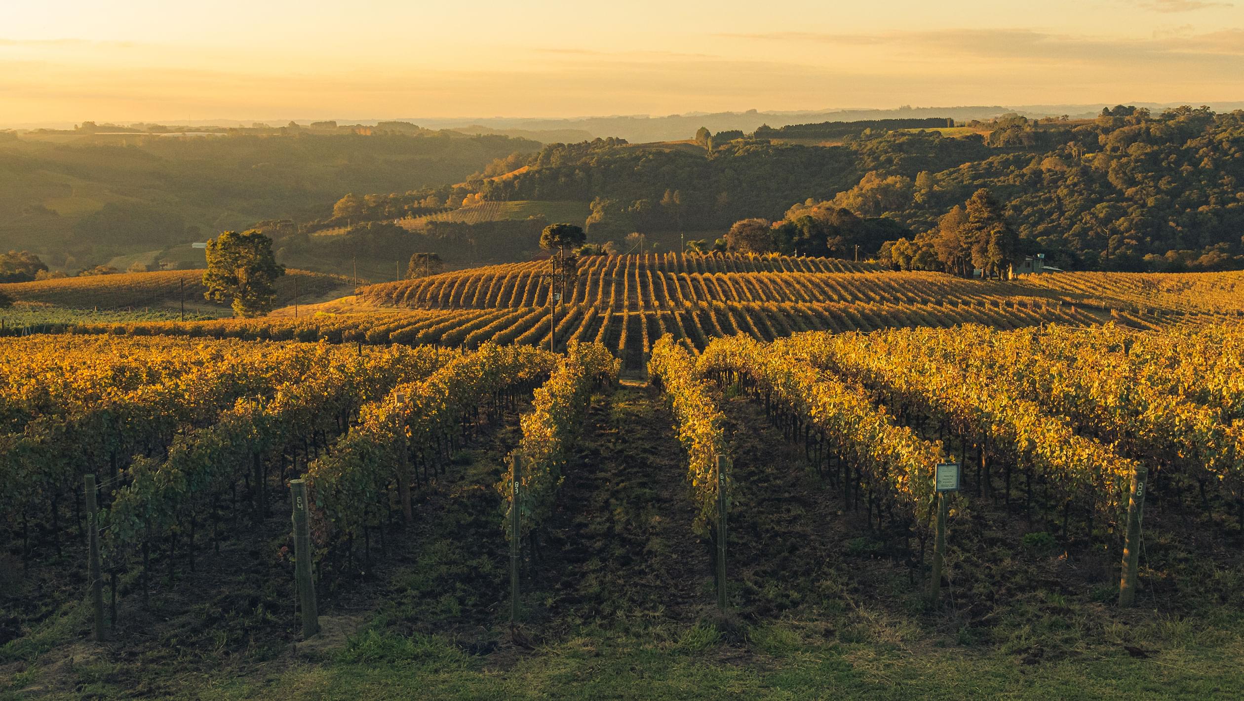 What You Need to Know About Brazilian Wine | SevenFifty Daily