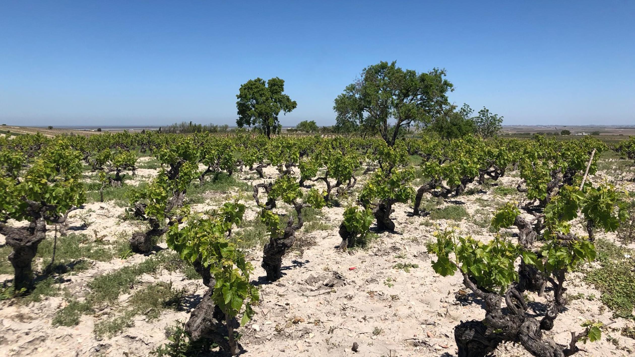 Will New Grape Varieties Change the Identity of Classic Wine Regions ...