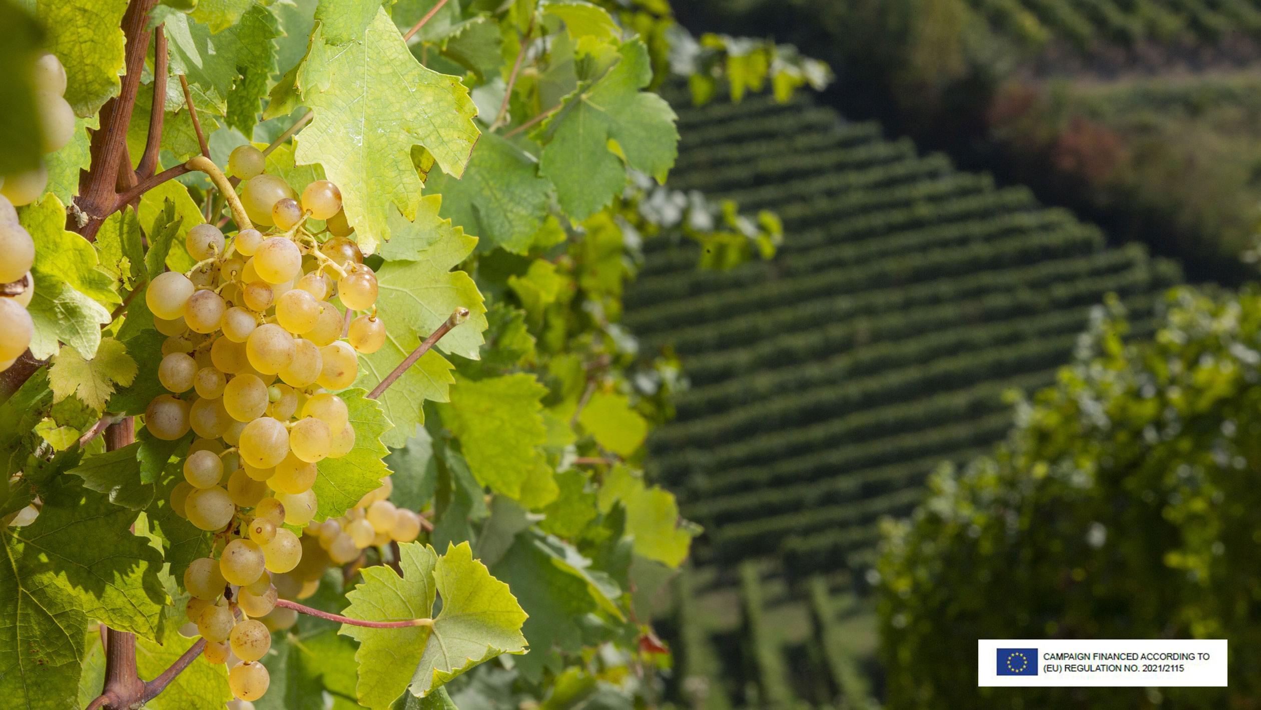 Exploring the Unexpected Nuances of Gavi | SevenFifty Daily