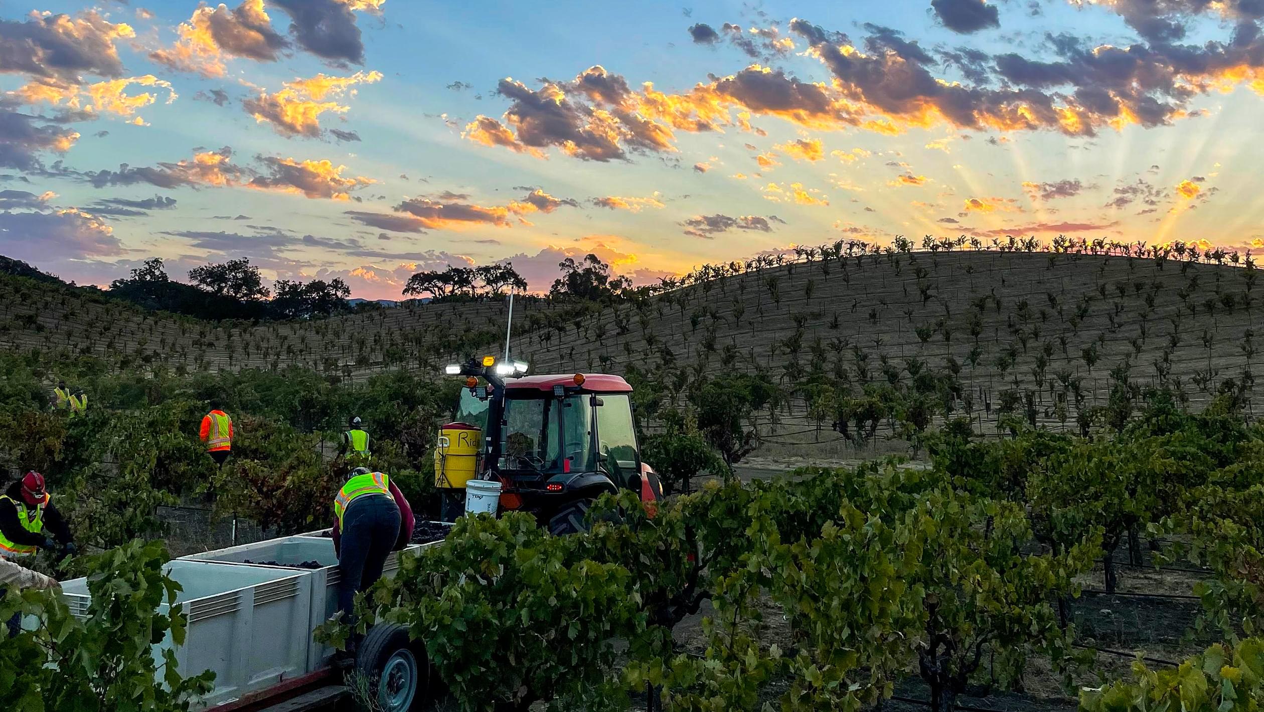 How Ridge Vineyards Became an Industry Icon | SevenFifty Daily