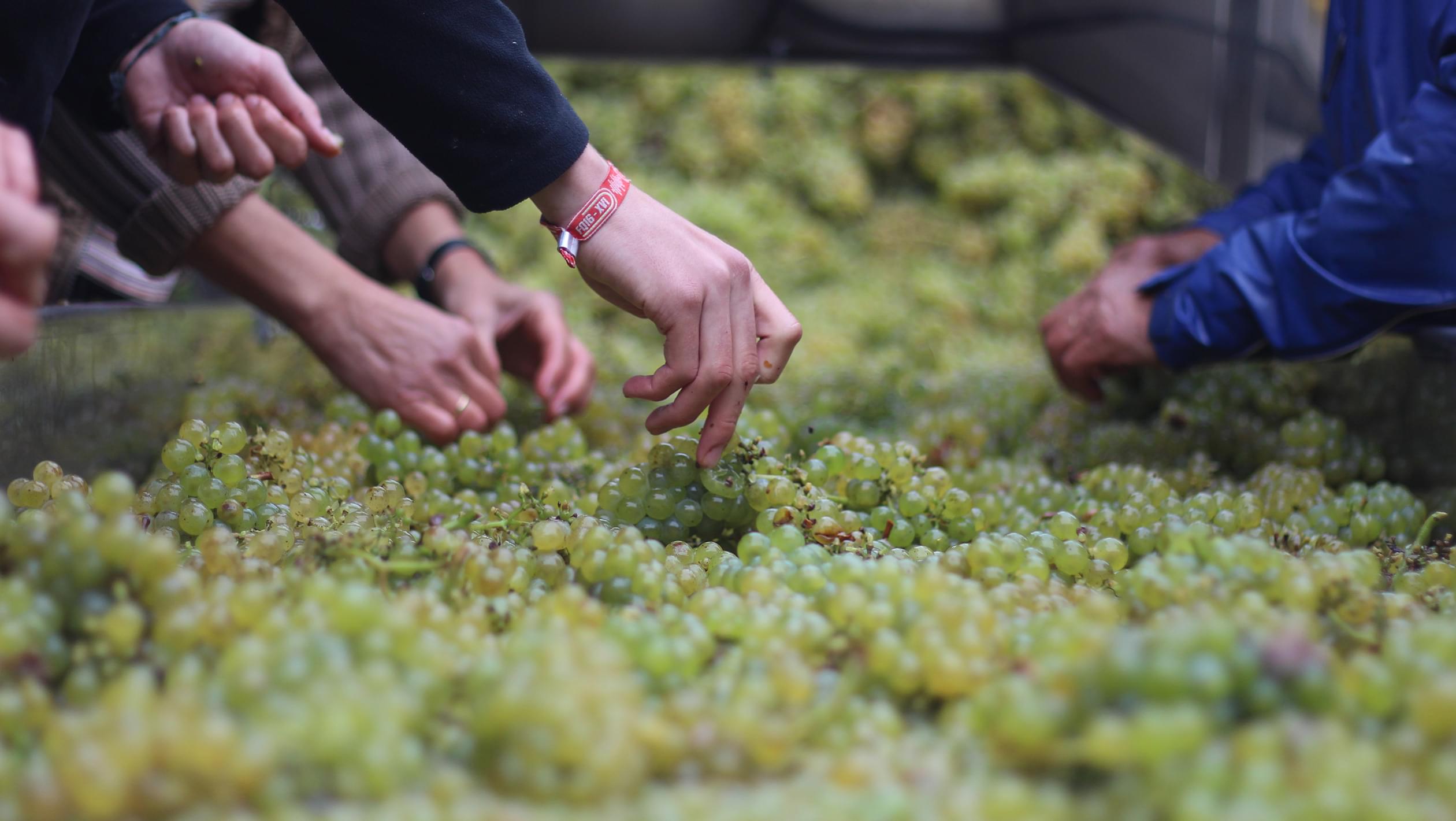 Silvaner’s German Plantings Are Dropping—but Its Reputation Is Rising ...