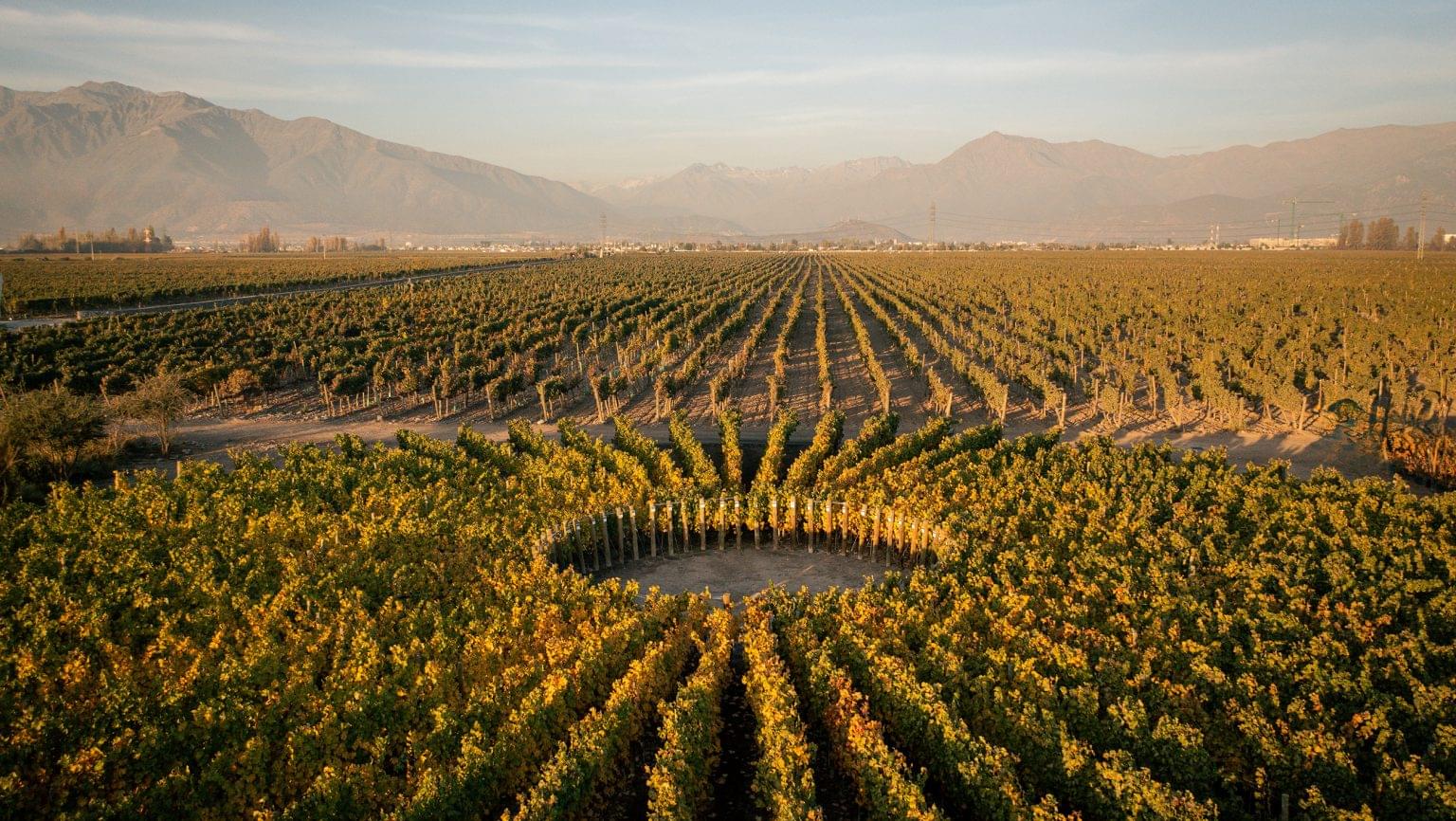 A Radical New Vineyard Shape for a Warming Climate | SevenFifty Daily