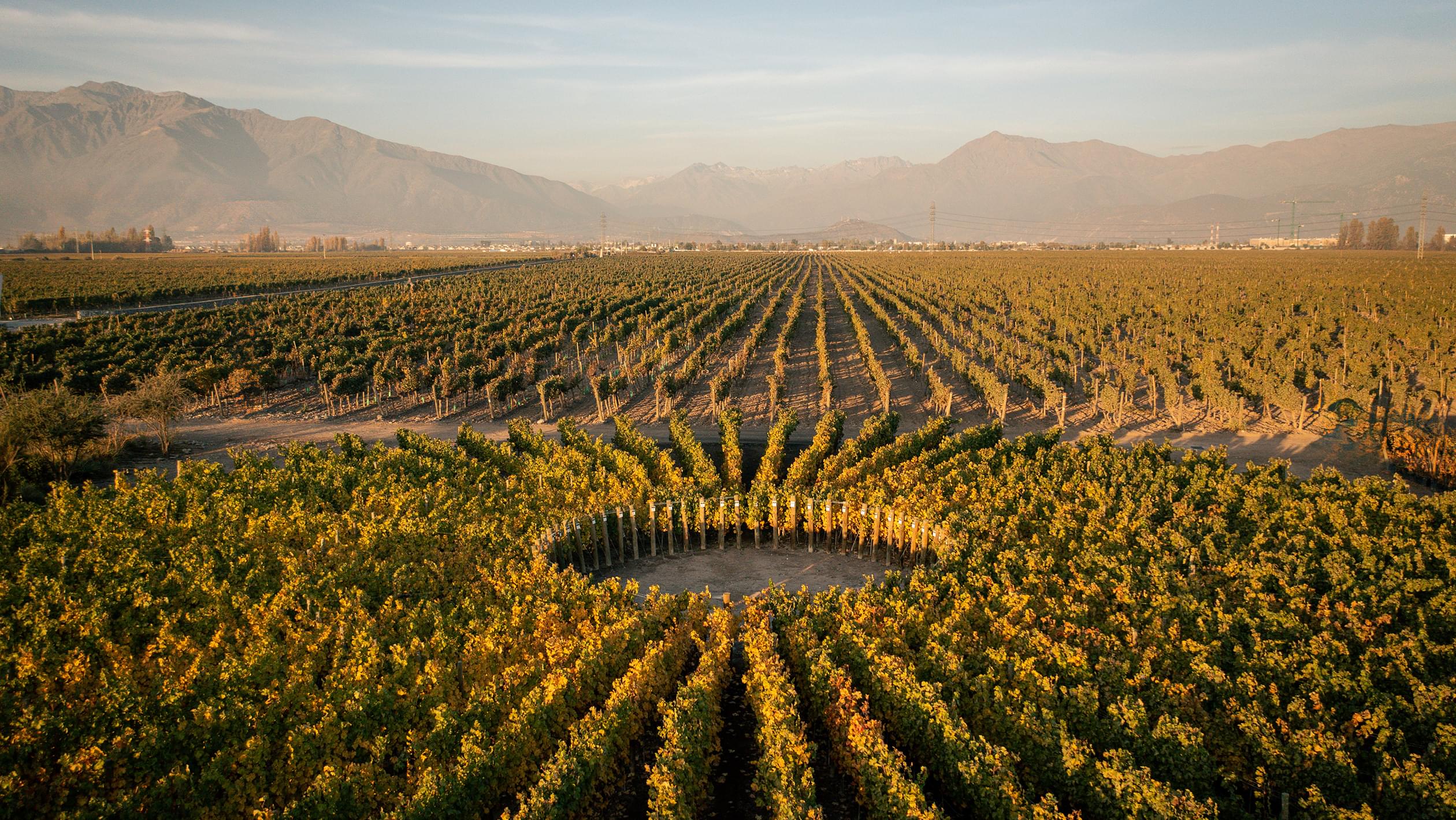 A Radical New Vineyard Shape for a Warming Climate | SevenFifty Daily