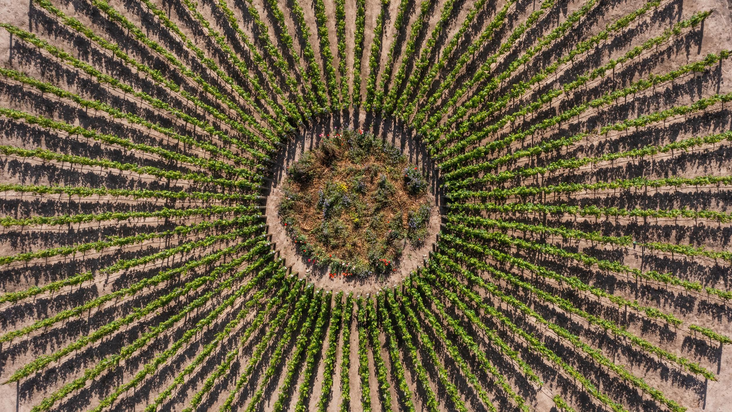 A Radical New Vineyard Shape for a Warming Climate | SevenFifty Daily