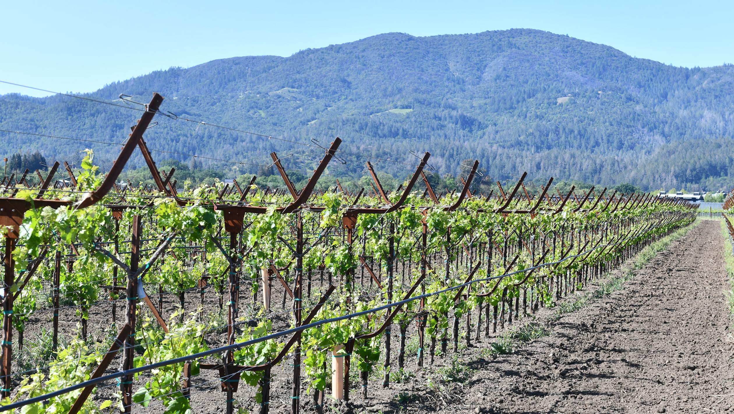 A Radical New Vineyard Shape for a Warming Climate | SevenFifty Daily