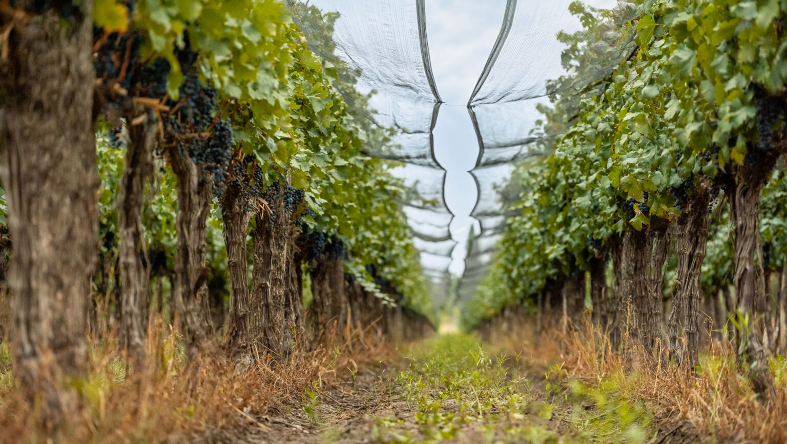 Argentina Is Still Rewriting the Story of Malbec | SevenFifty Daily