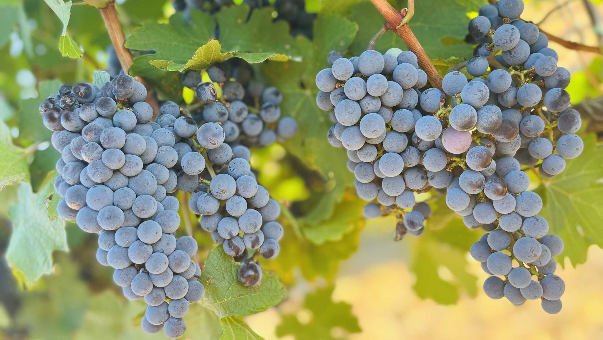 The Science of Heat Stress in Grapevines | SevenFifty Daily