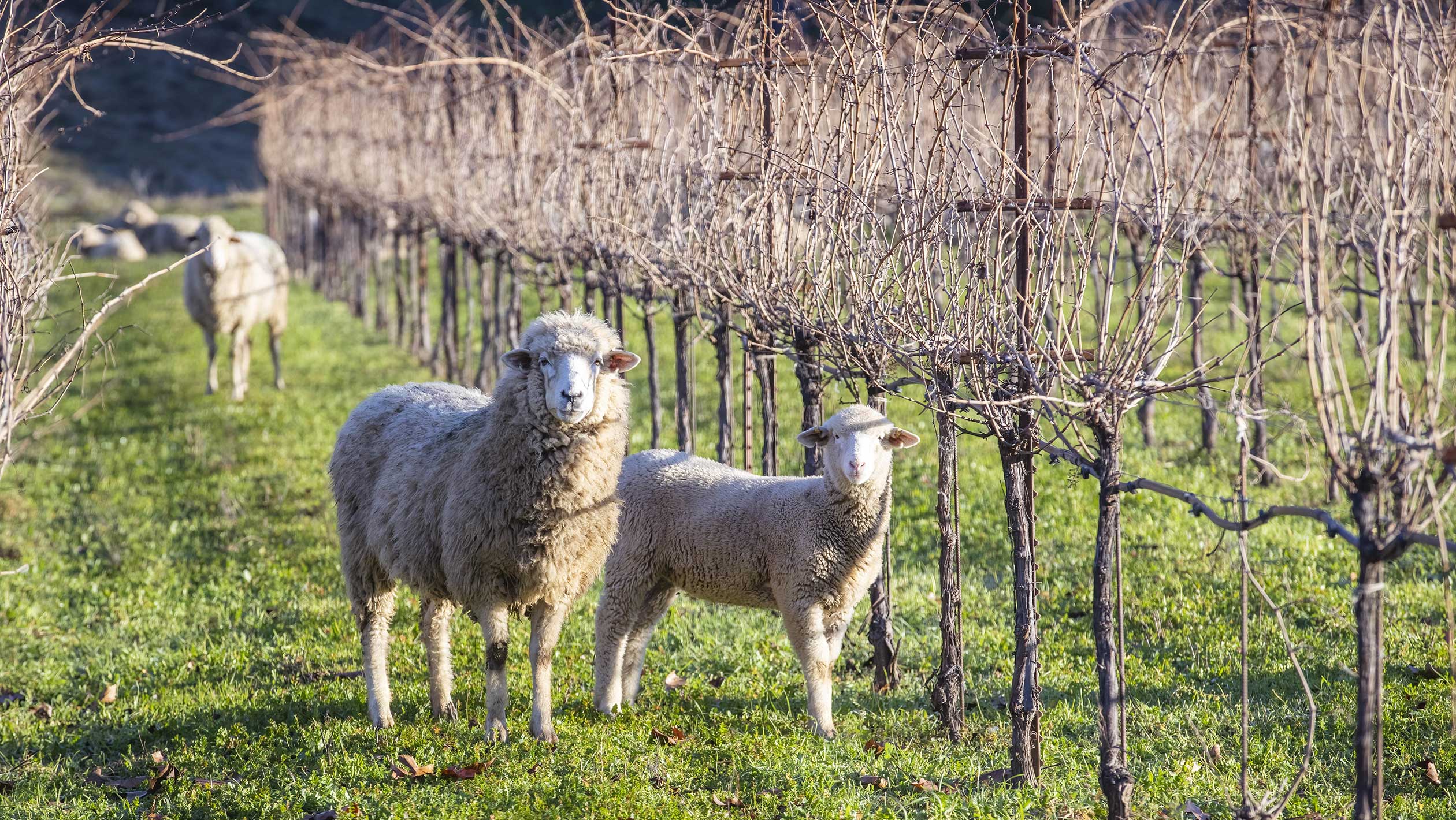 The Path to Industry-Wide Adoption of Regenerative Viticulture ...