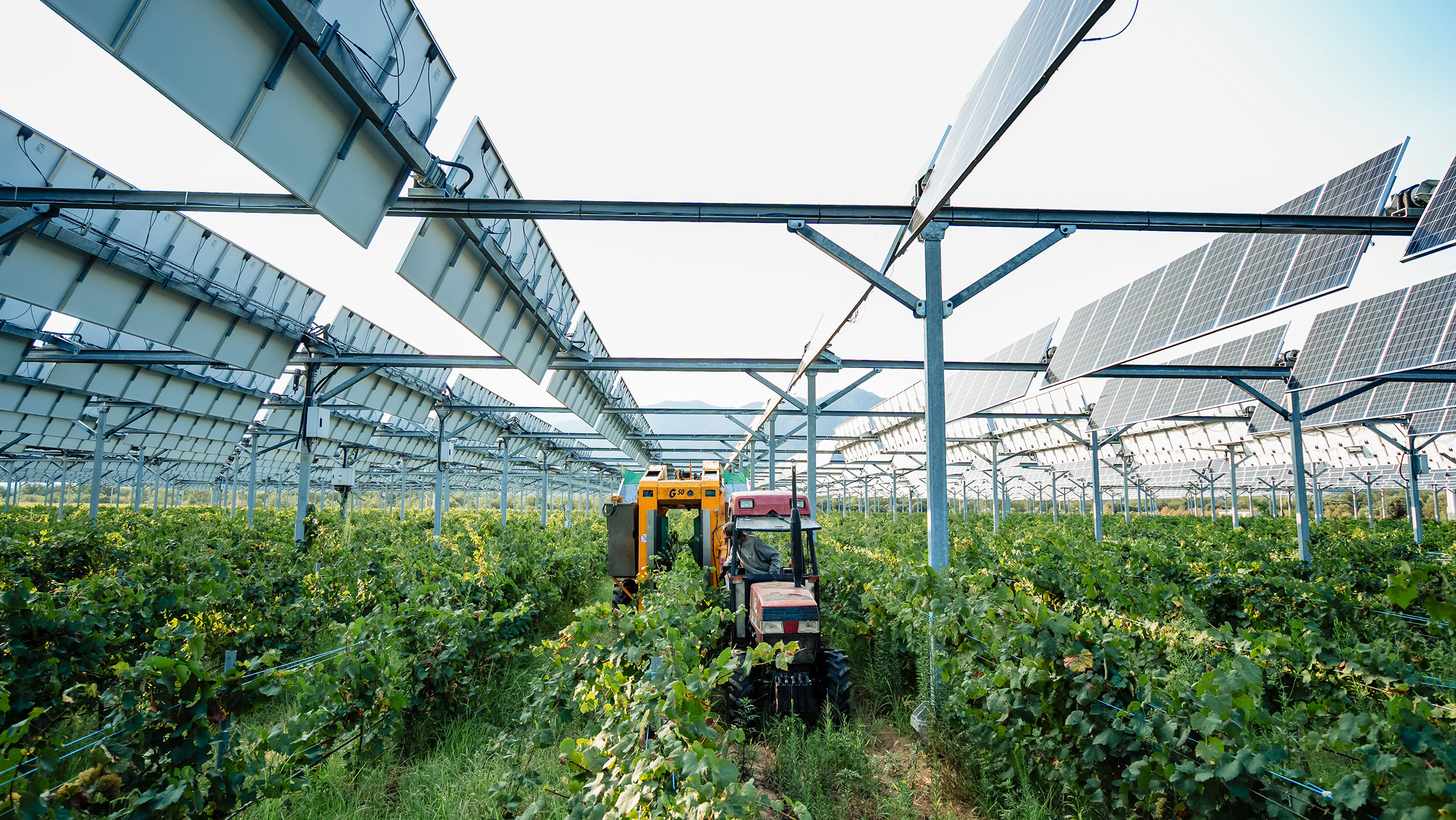 Are These Smart Solar Panels the Future of Sustainable Vineyards ...