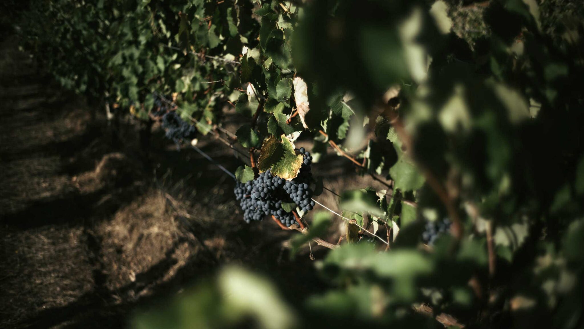 The Australian Shiraz Stereotype Is All Wrong | SevenFifty Daily