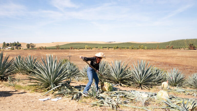The Rise of Unfiltered Spirits | SevenFifty Daily