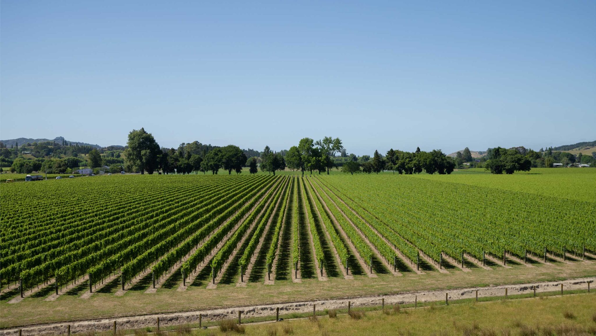 The Science of Vine Density | SevenFifty Daily