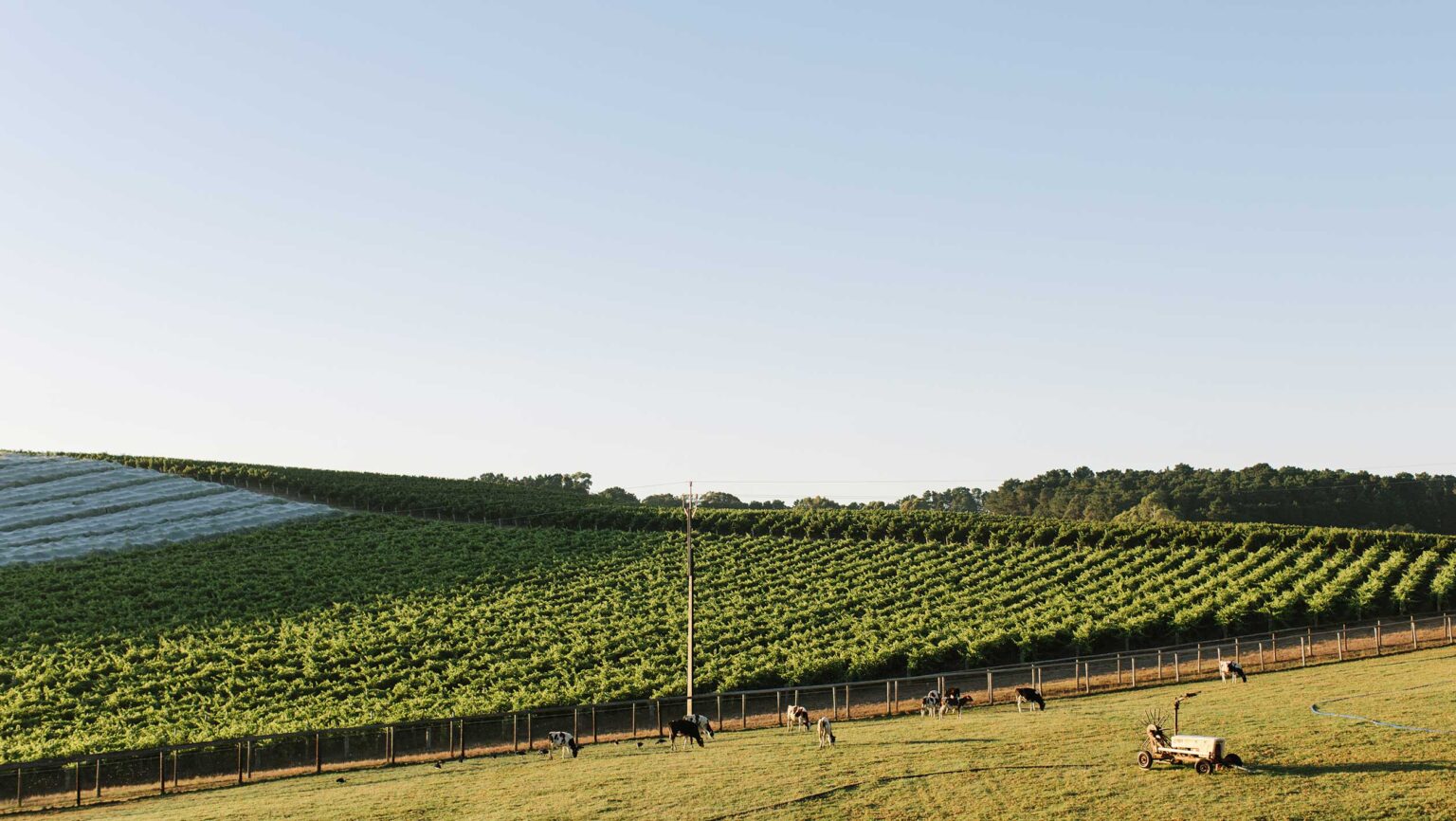 The Science of Vine Density | SevenFifty Daily