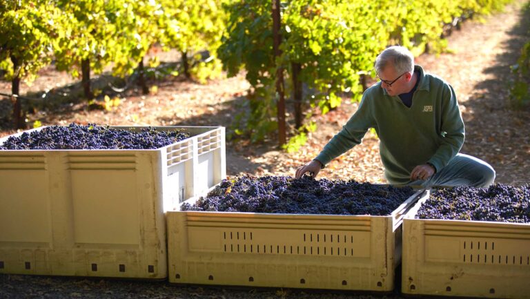 The Plight of California’s Grape Growers | SevenFifty Daily