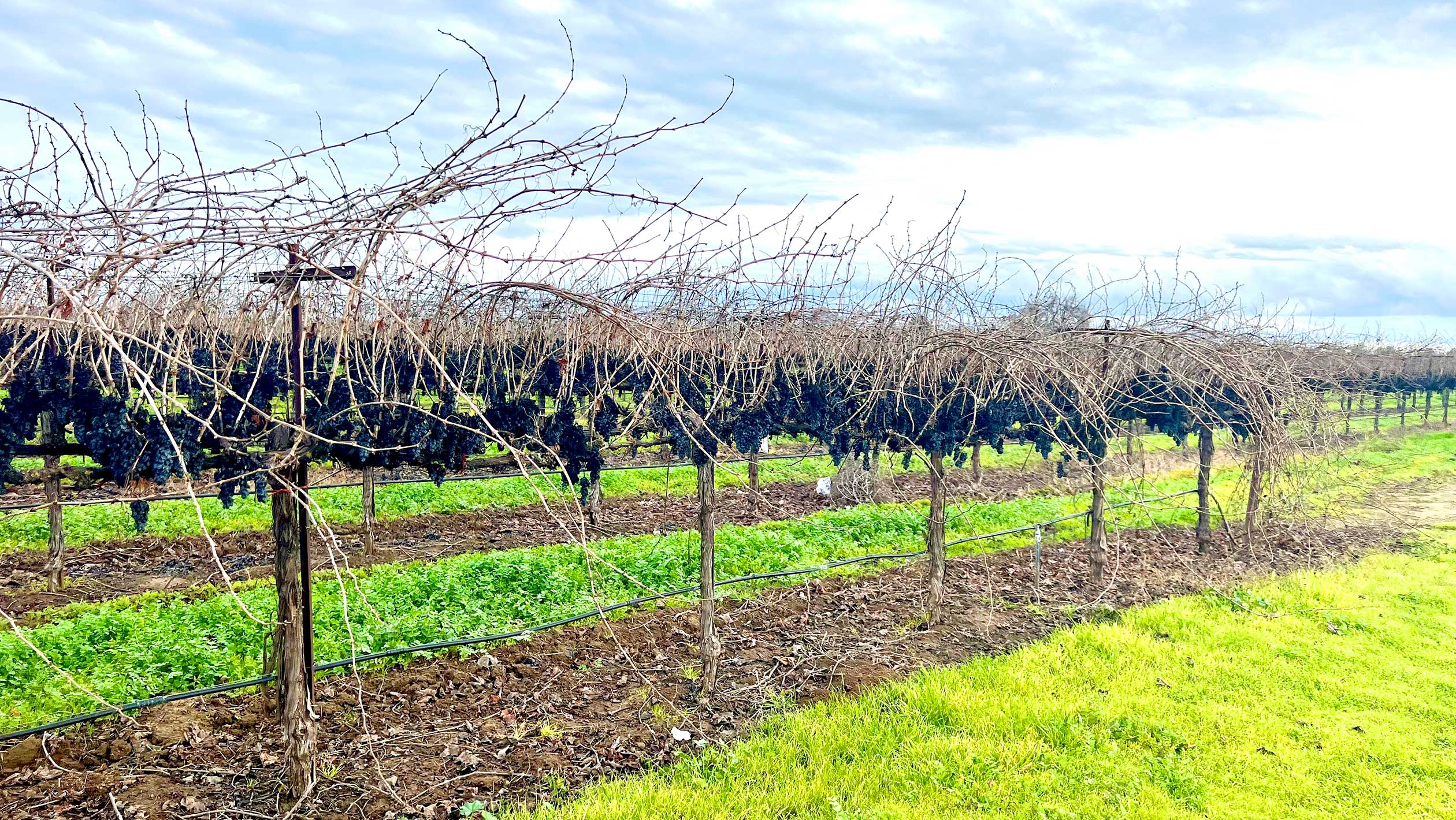 The Plight of California’s Grape Growers | SevenFifty Daily