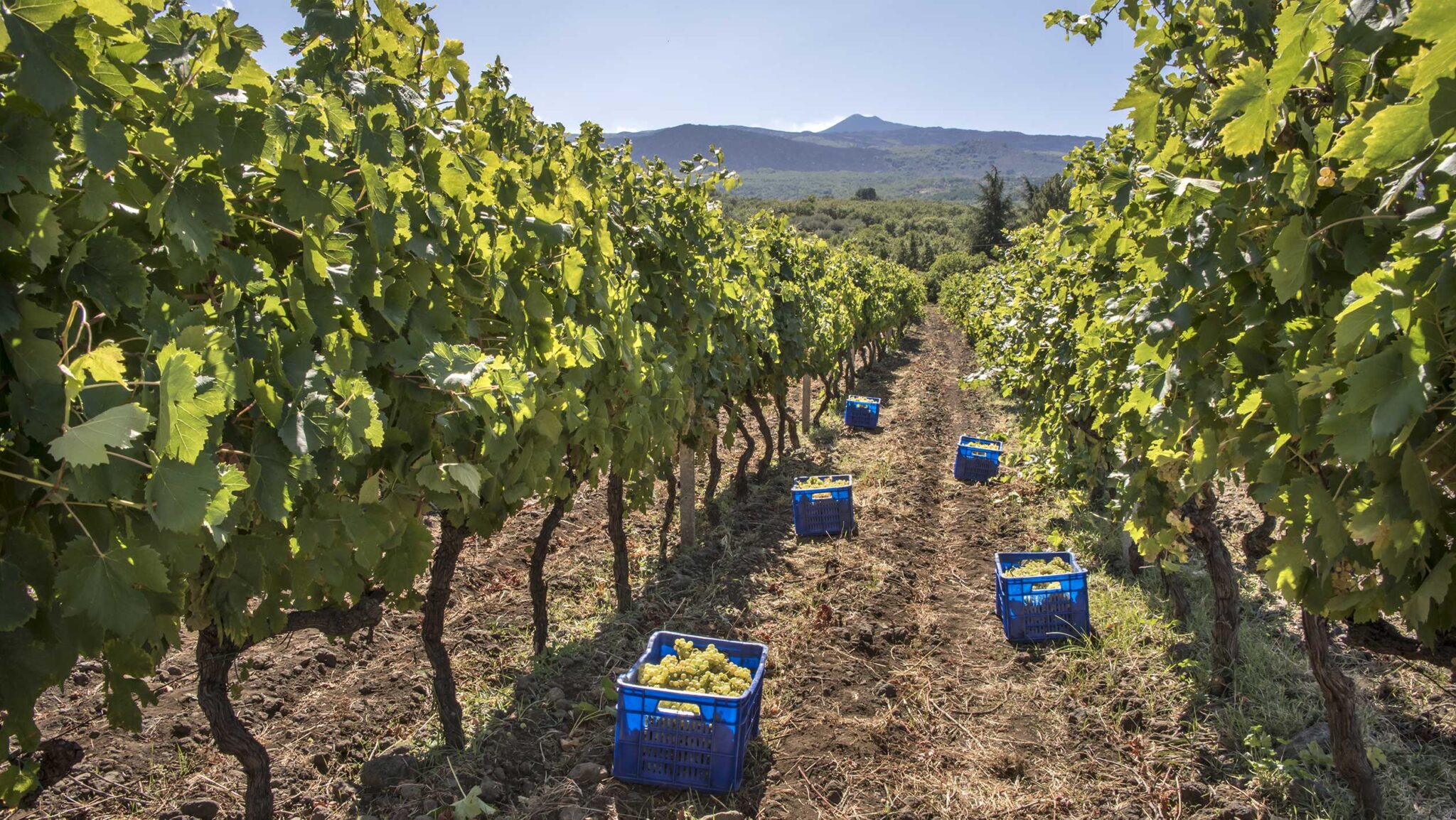 The Opportunities and Challenges of Making Wine in Volcanic Soil | SevenFifty Daily