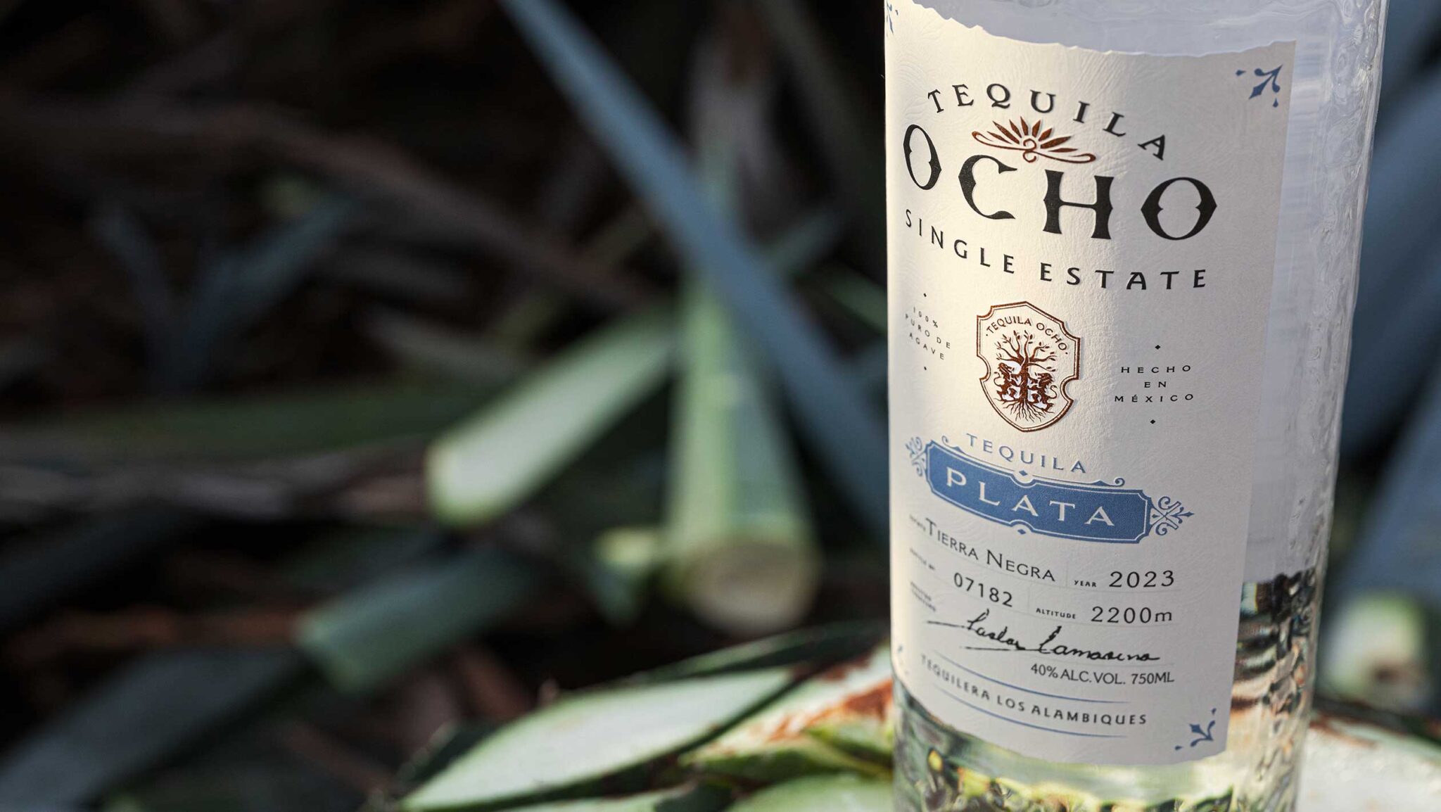 Searching for Terroir in Tequila—Beyond the Highlands and Lowlands ...
