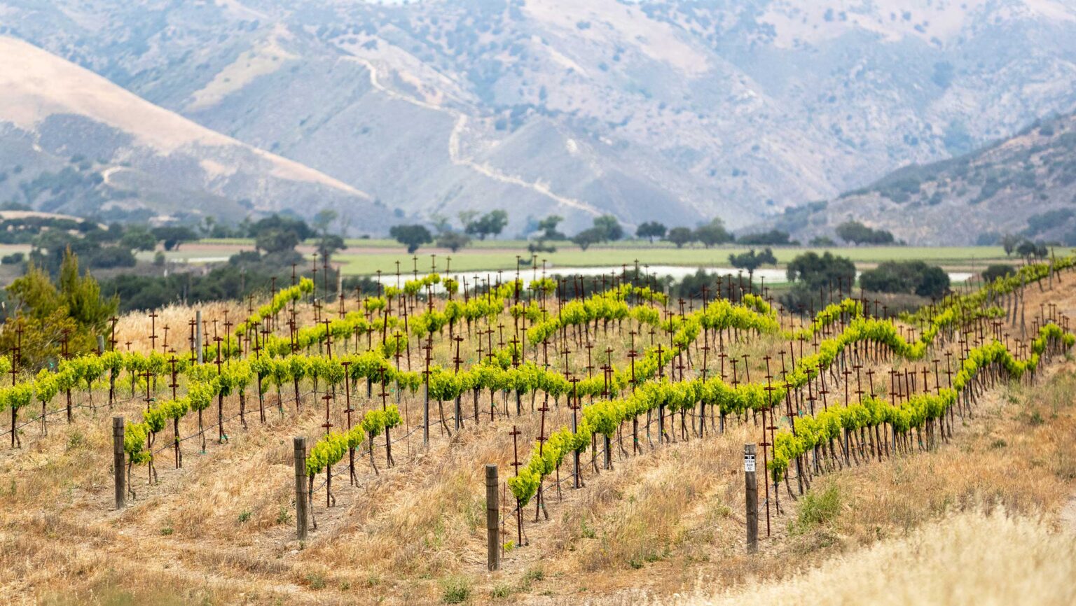 The Science of Clarified Cocktails | SevenFifty Daily