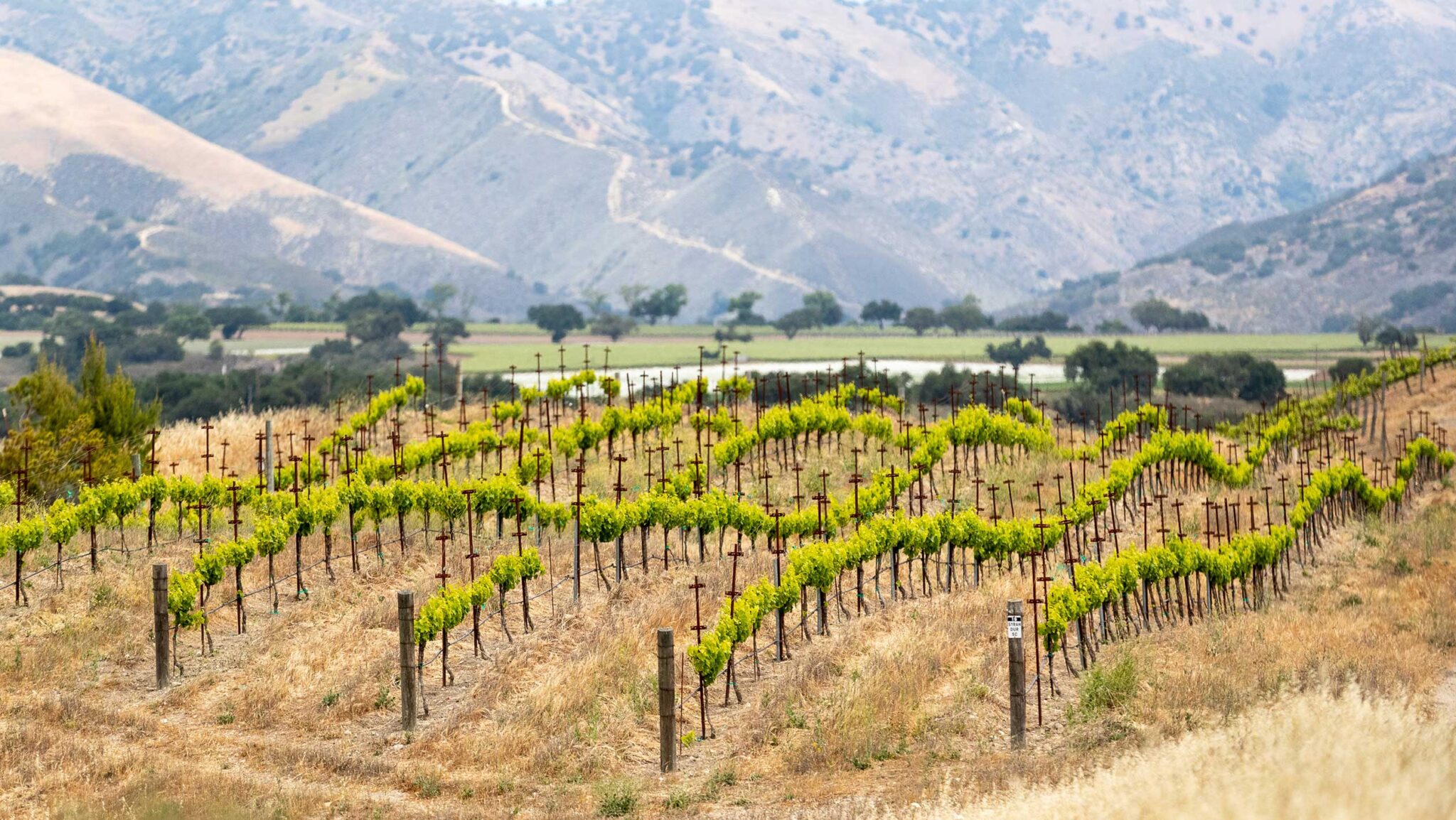 The Science of Pyrazines in Wine | SevenFifty Daily