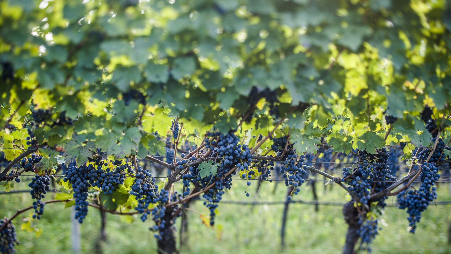Can Wine Appellation Systems Withstand Climate Change? | SevenFifty Daily