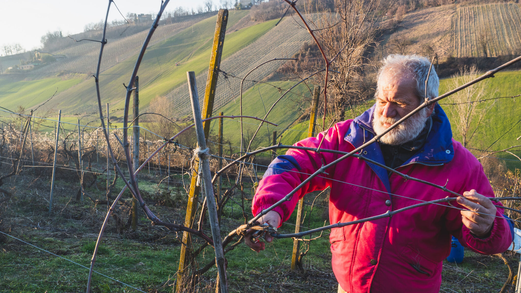 The Science of Grape Pressing | SevenFifty Daily