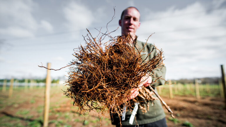 The Science of Vine Density | SevenFifty Daily
